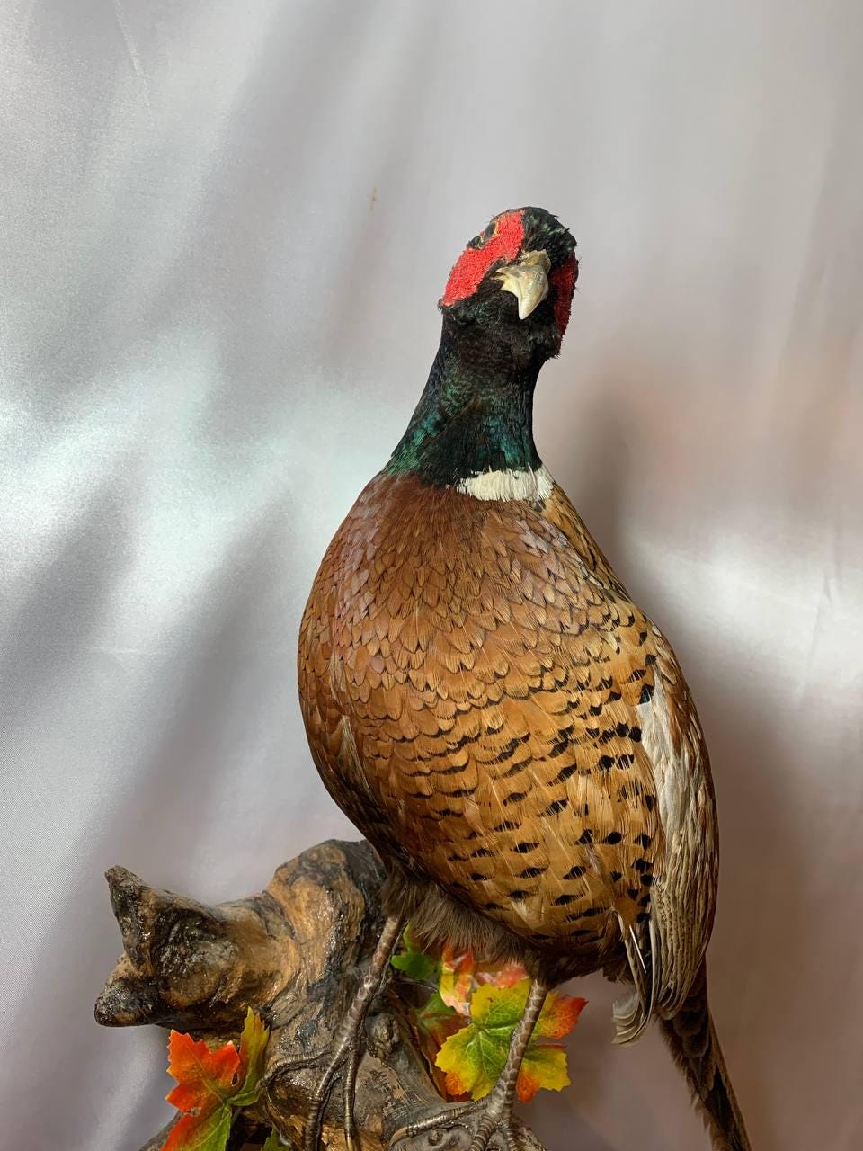 Common Pheasant (phasianus Colchicus) Bird Taxidermy Stand Mount - Etsy