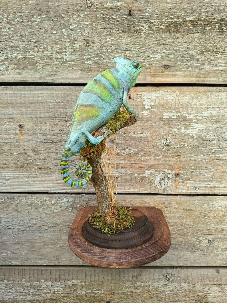 Chamaeleo Calyptratus (veiled Chameleon) Taxidermy Stand Mount - Etsy