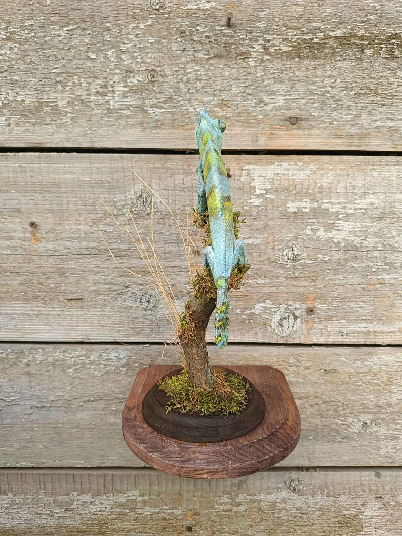 Chamaeleo Calyptratus (veiled Chameleon) Taxidermy Stand Mount - Etsy
