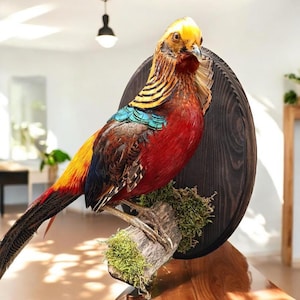 Golden Pheasant (chrysolophus Pictus) Taxidermy Bird Wall Mount - Etsy