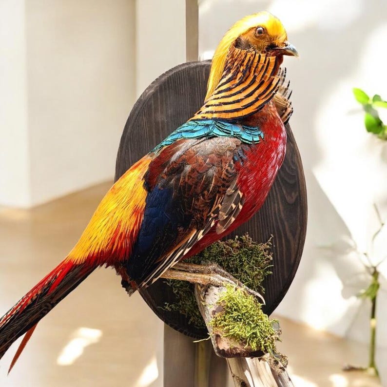 Golden Pheasant (chrysolophus Pictus) Taxidermy Bird Wall Mount - Etsy
