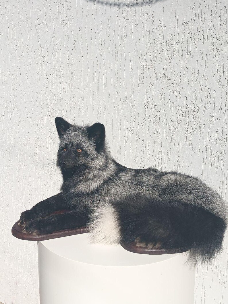 Red Fox (vulpes Fulva) Taxidermy Stand Mount - Etsy