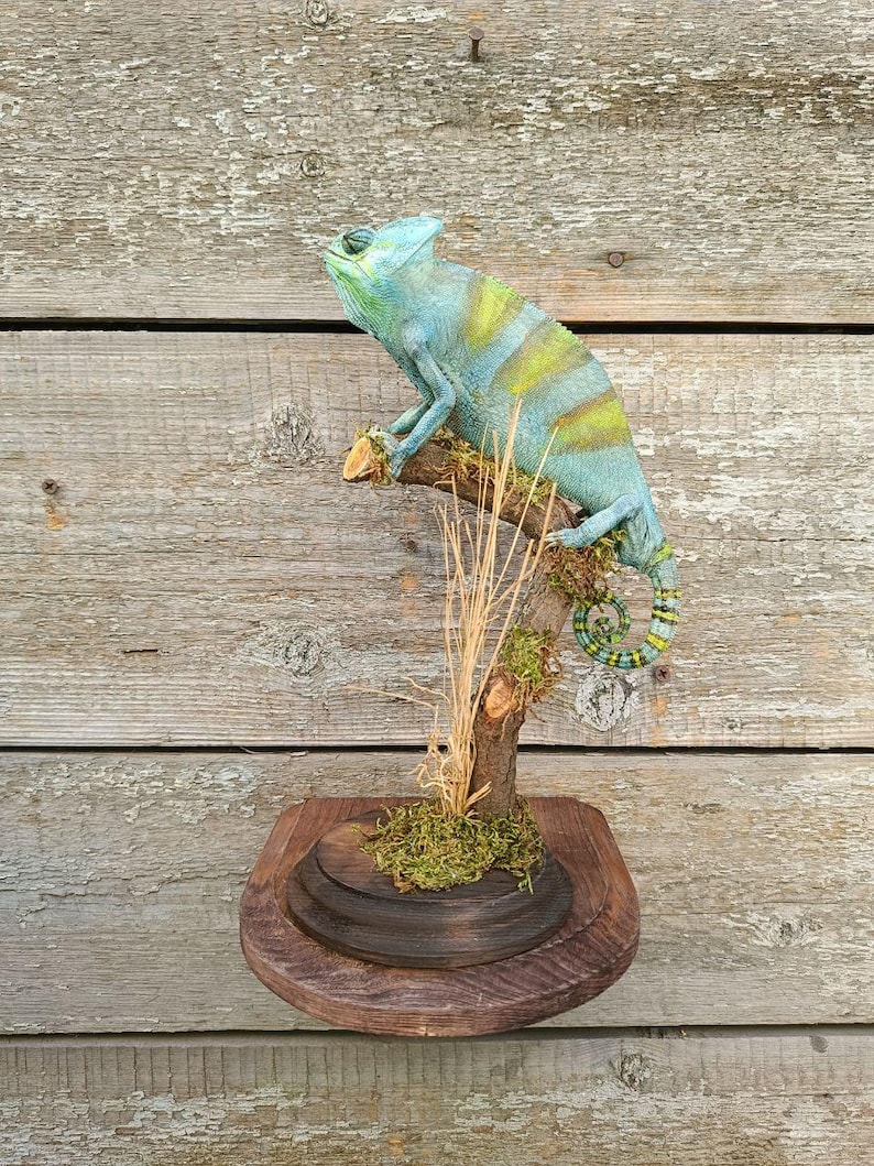 Chamaeleo Calyptratus (veiled Chameleon) Taxidermy Stand Mount - Etsy