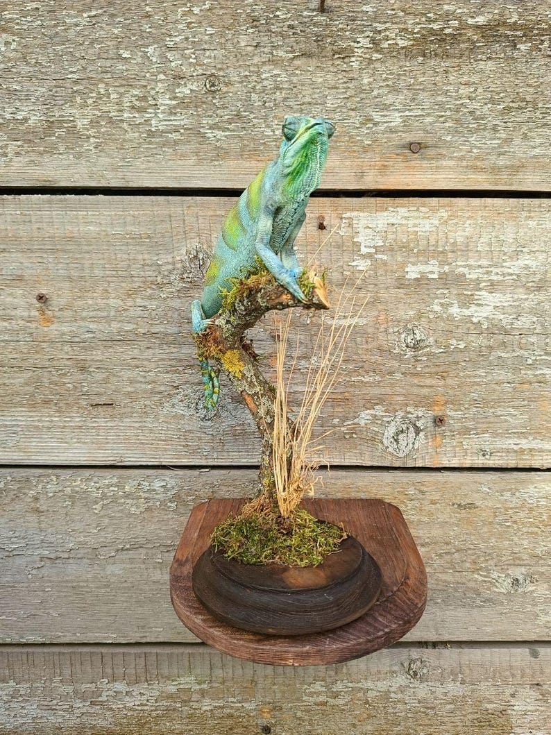 Chamaeleo Calyptratus (veiled Chameleon) Taxidermy Stand Mount - Etsy