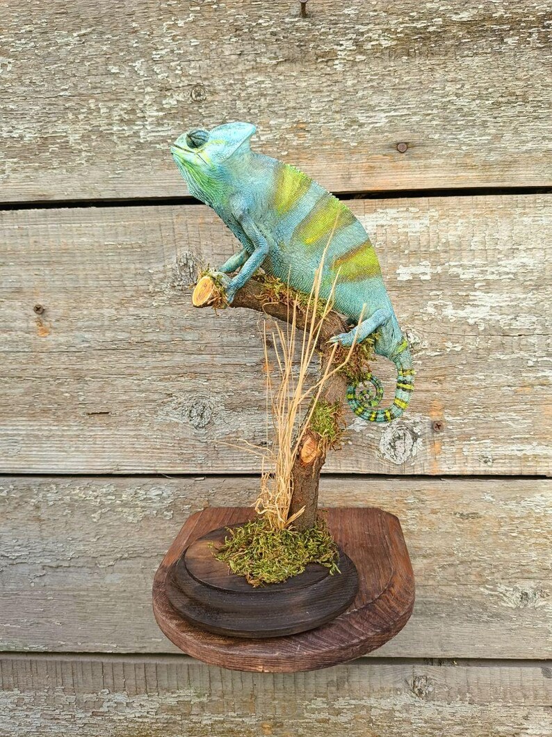 Chamaeleo Calyptratus (veiled Chameleon) Taxidermy Stand Mount - Etsy