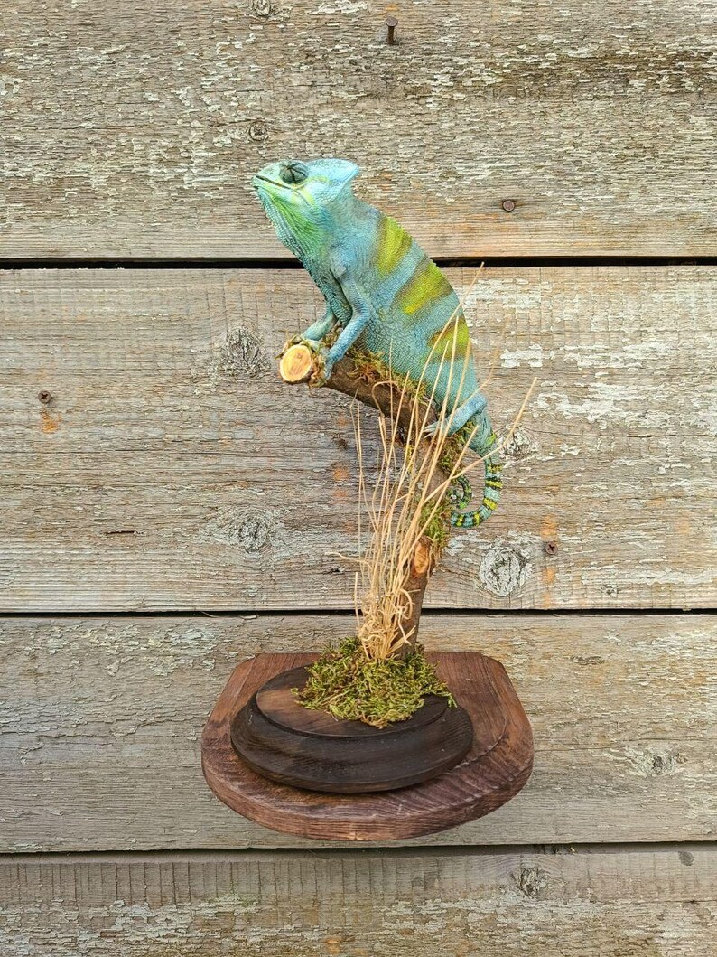Chamaeleo Calyptratus (veiled Chameleon) Taxidermy Stand Mount - Etsy