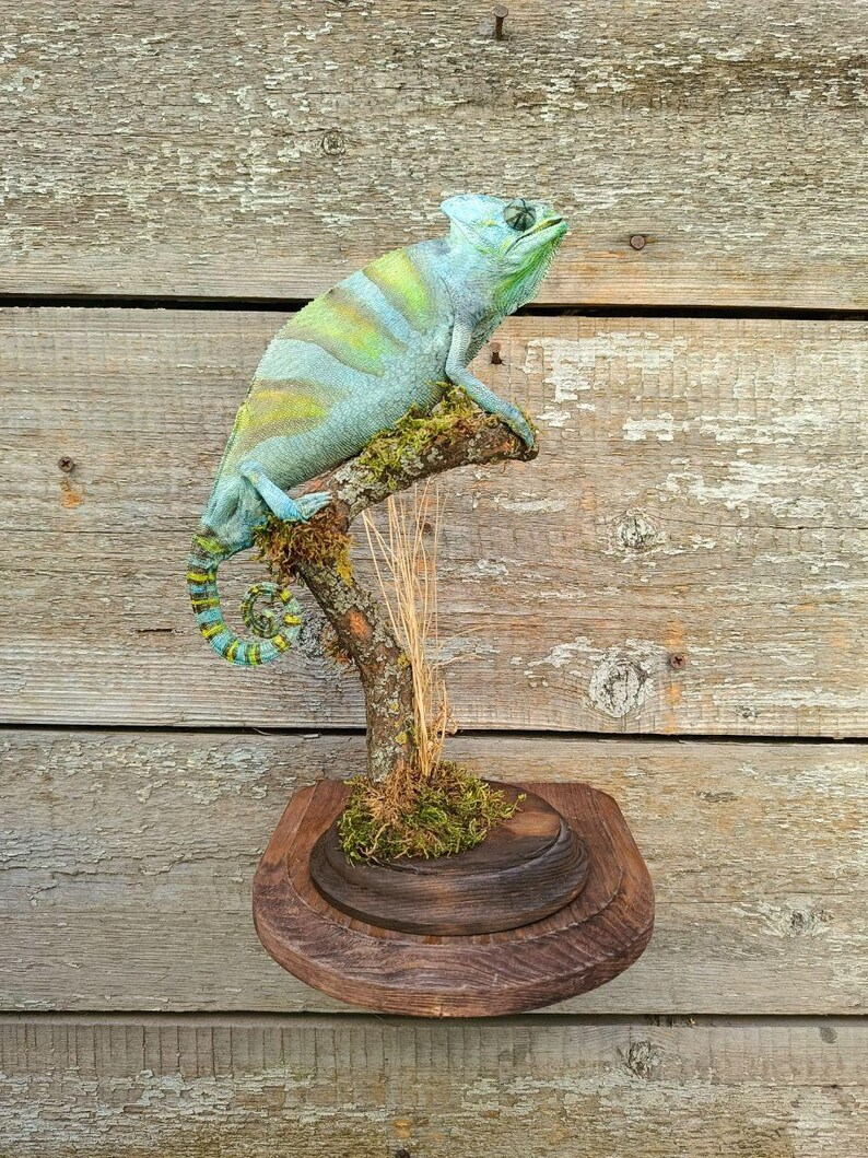 Chamaeleo Calyptratus (veiled Chameleon) Taxidermy Stand Mount - Etsy