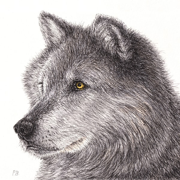 Pen and Ink Wolf - Etsy