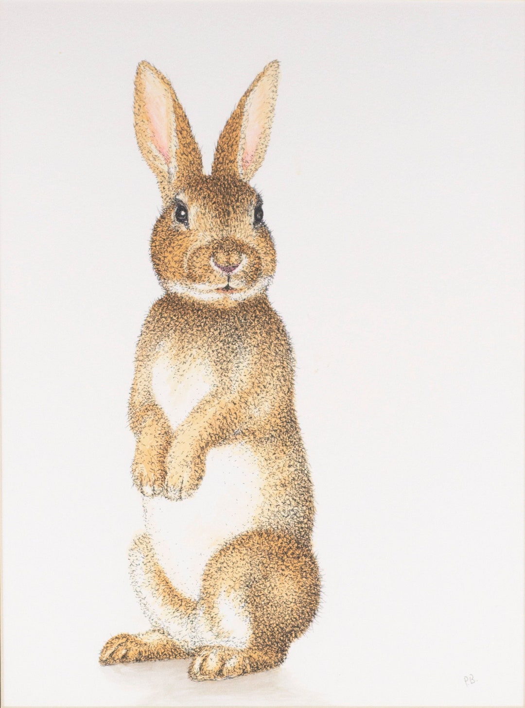 The Timid Rabbit - Original Art - Pen and Ink Drawing With Watercolor ...