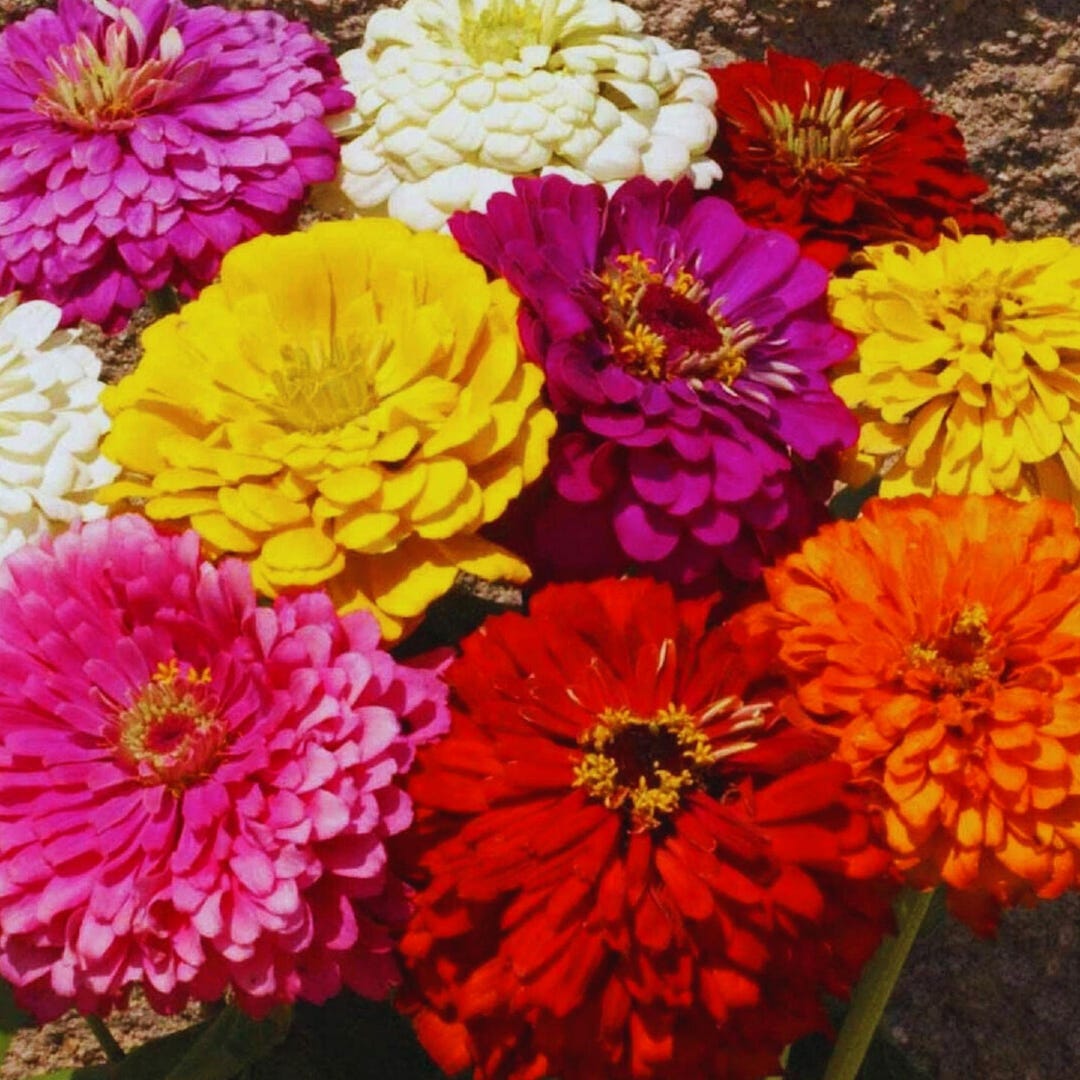 100 Rare Dwarf Autumn Mix Dahlia Seeds | Compact Plants With Large ...