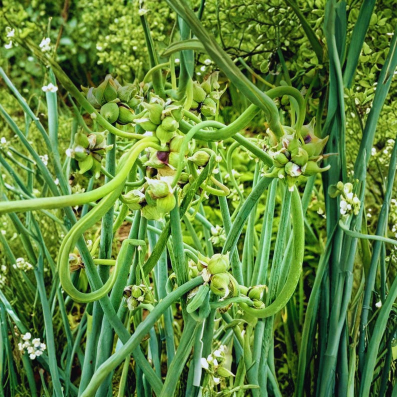 Egyptian Walking Onion Seeds 100 | Non-gmo Perennial Garden Onion - Etsy