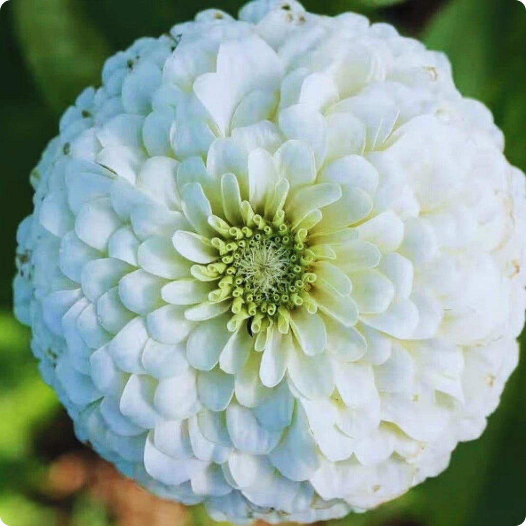 White Zinnia Polar Bear Seeds 100+ | Pure White Annual Bee Friendly - Etsy