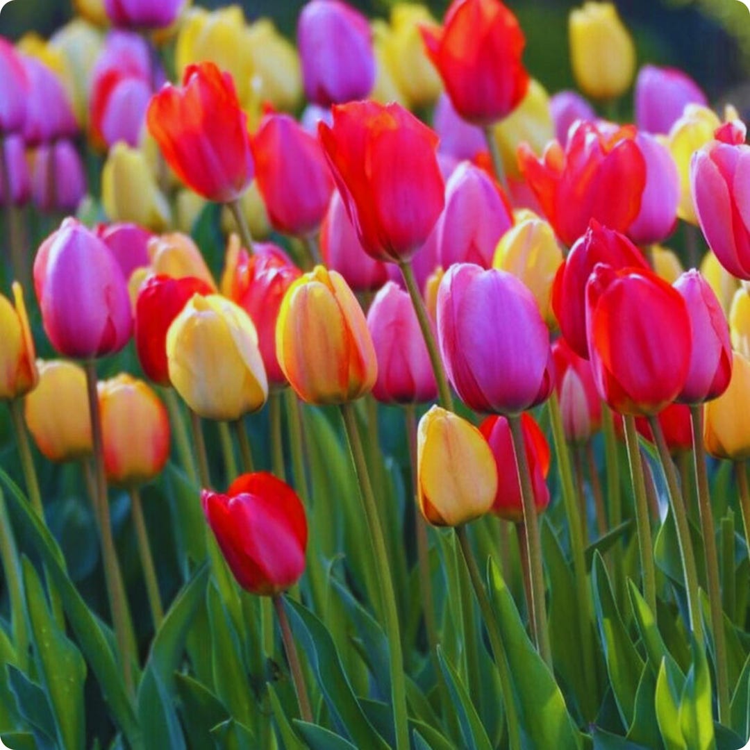 Mixed Color Tulip Seeds | Perennial Spring Flowers | 200 Seeds for ...