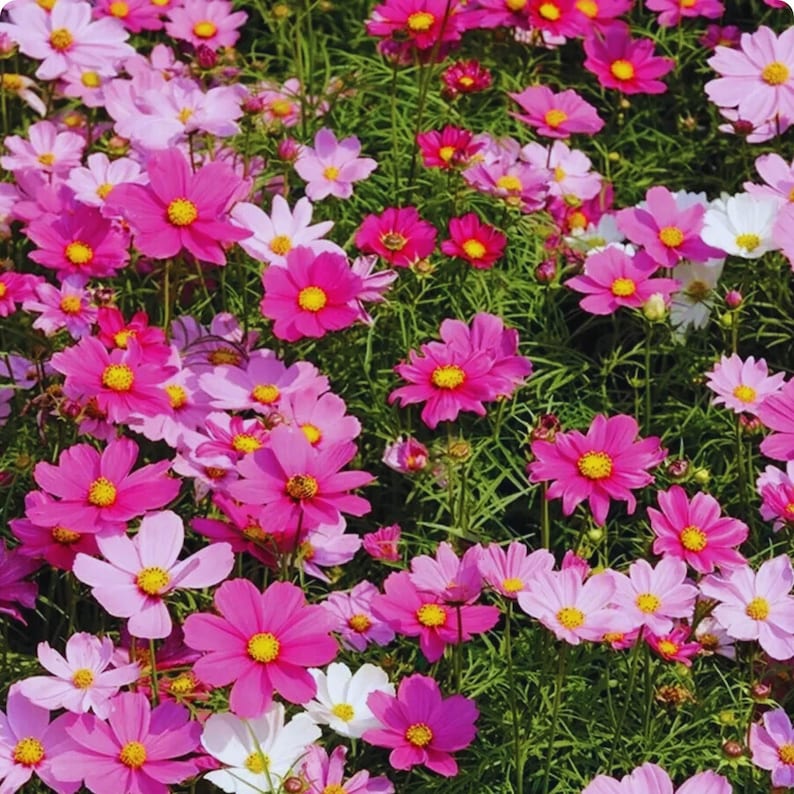 100 Cosmos Dwarf Sensation Mix Seeds | Red, Pink, White Flowers | Non ...