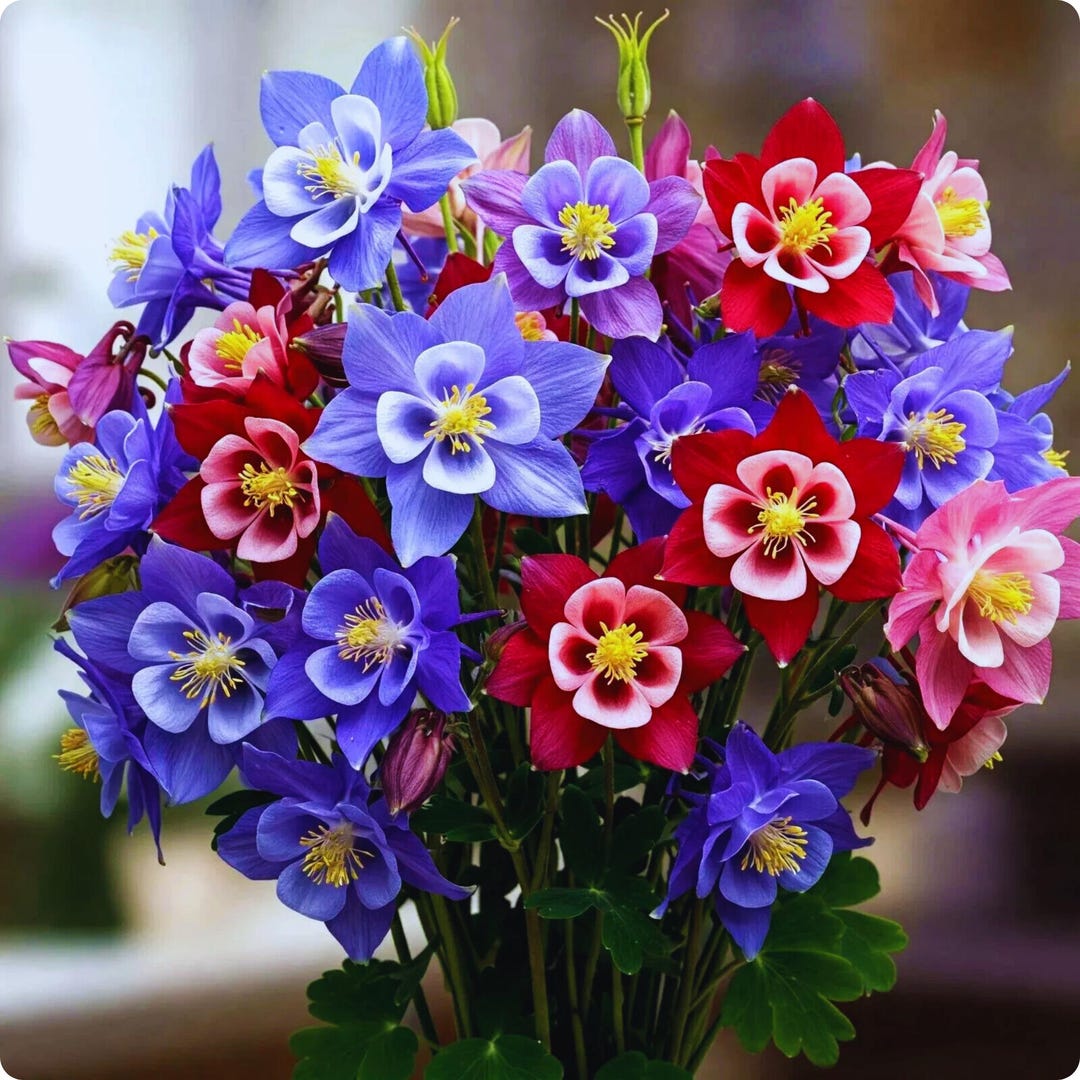 Mckana Giants Columbine Seeds 300+ Pcs – Aquilegia Perennial Mixed ...