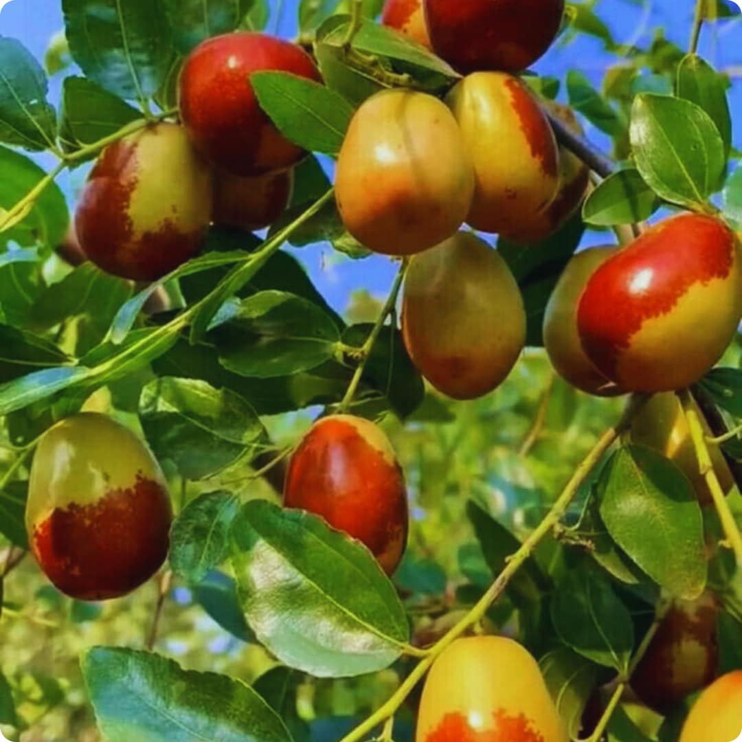 20 DÁTILES ASIÁTICOS Azofaifo Ziziphus Spinosa Fruto rojo común chino ...