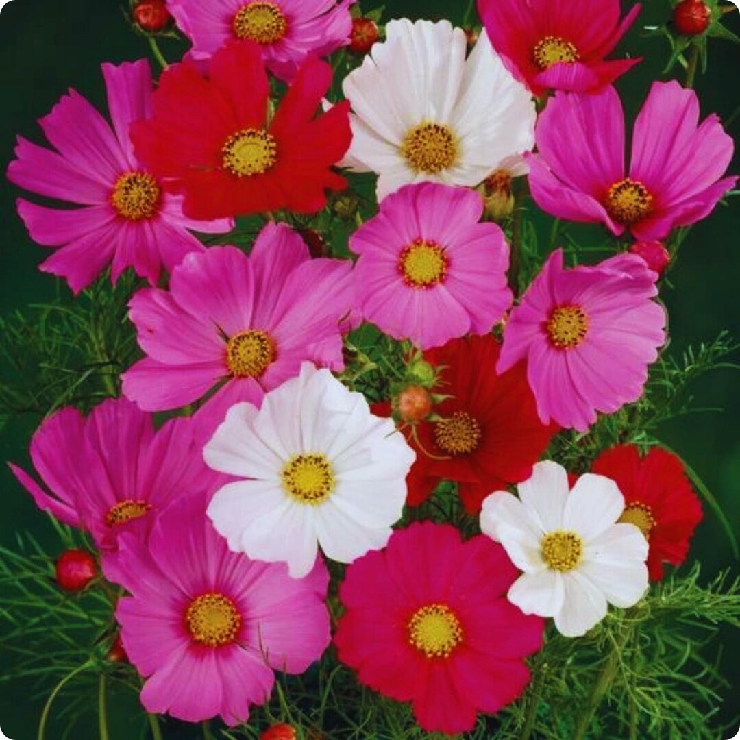 100 Cosmos Dwarf Sensation Mix Seeds | Red, Pink, White Flowers | Non ...