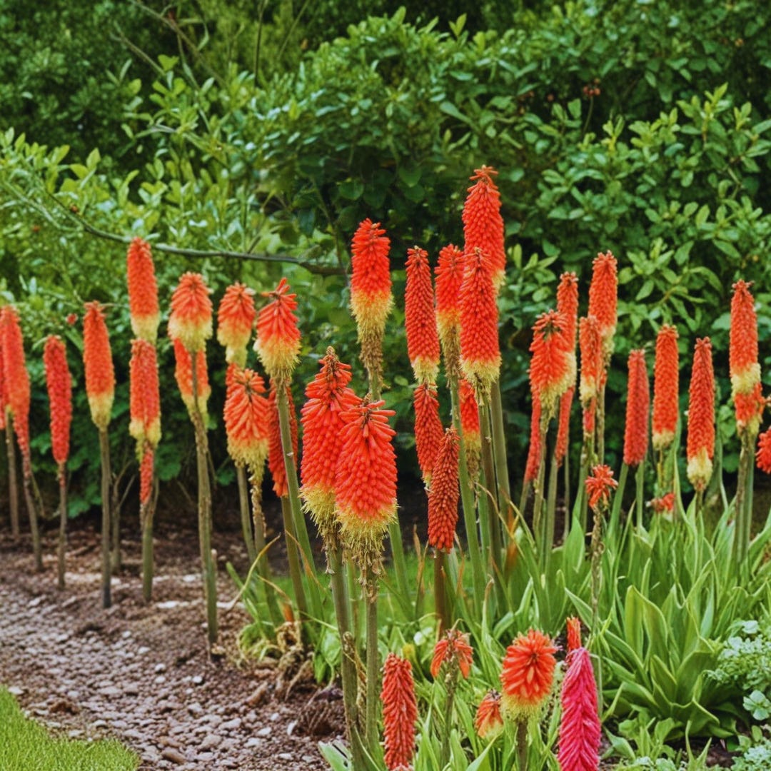 Red Hot Poker Seeds 100 | Kniphofia Torch Lily Orange Yellow Flowers - Etsy