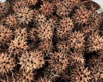 Sweet Gum Balls | Etsy