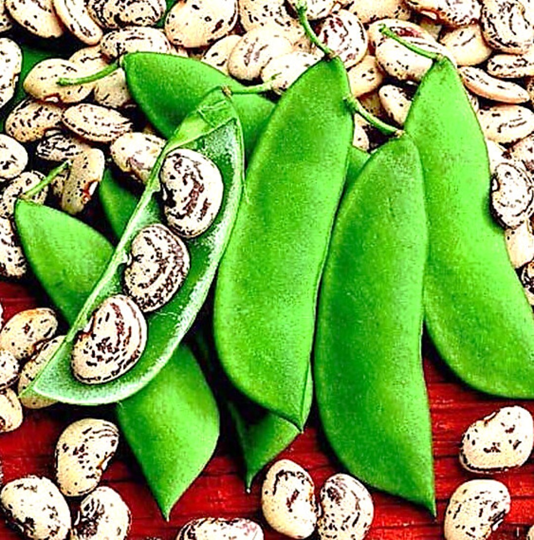 25+ Seeds, Jackson Wonder Lima Bean, Heirloom Seeds, Vegetable Seeds ...