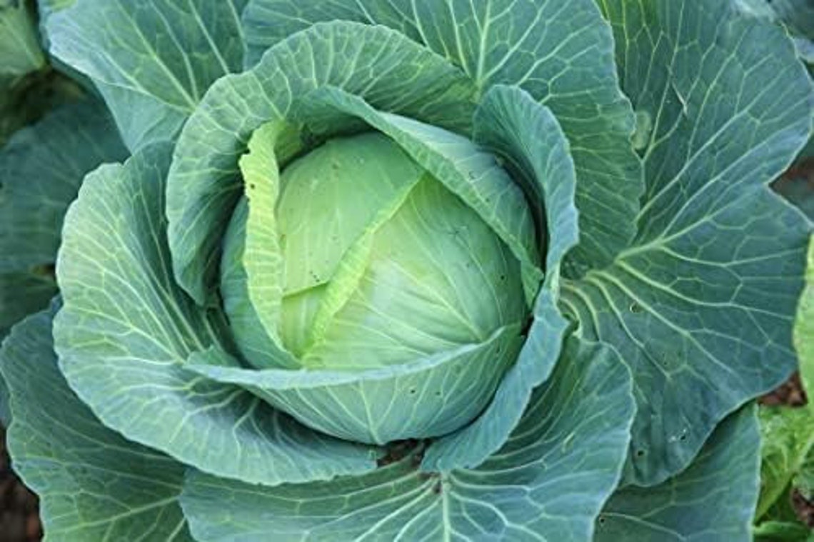 200+ Seeds, Cabbage - All Seasons, Vegetable Seed for Planting ...
