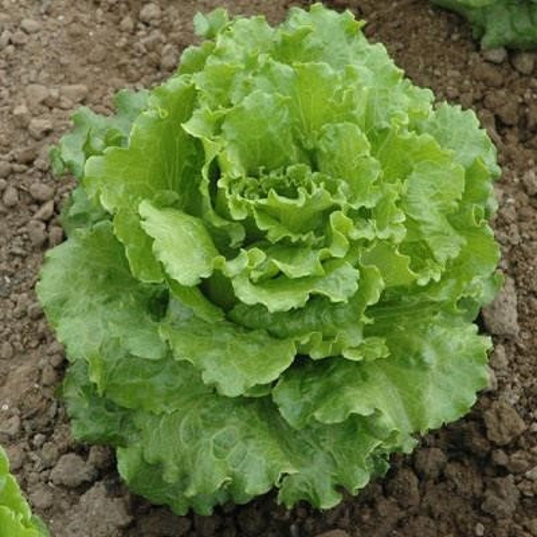 Nevada Lettuce Seeds, Heirloom Open Pollinated, 200+ Seeds - Etsy