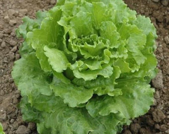 200+ Seeds, Lettuce - Nevada, Vegetable Seed for Planting, Heirloom ...