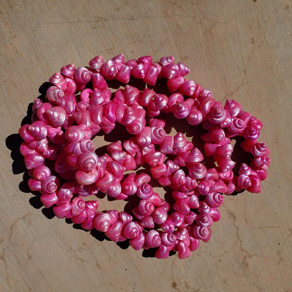 Trochus Shell - Etsy