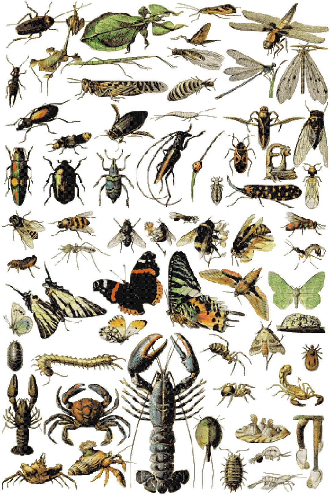 Arthropod Sampler Cross Stitch Pattern PDF Chart | Large Poster Size ...