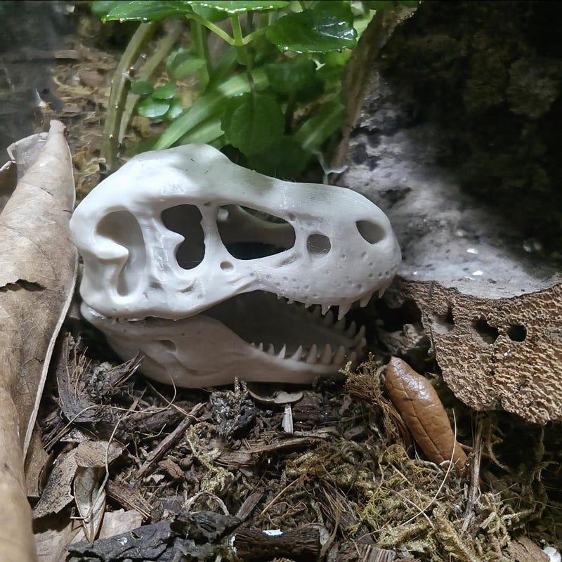 Skull Reptile Enclosure - Etsy