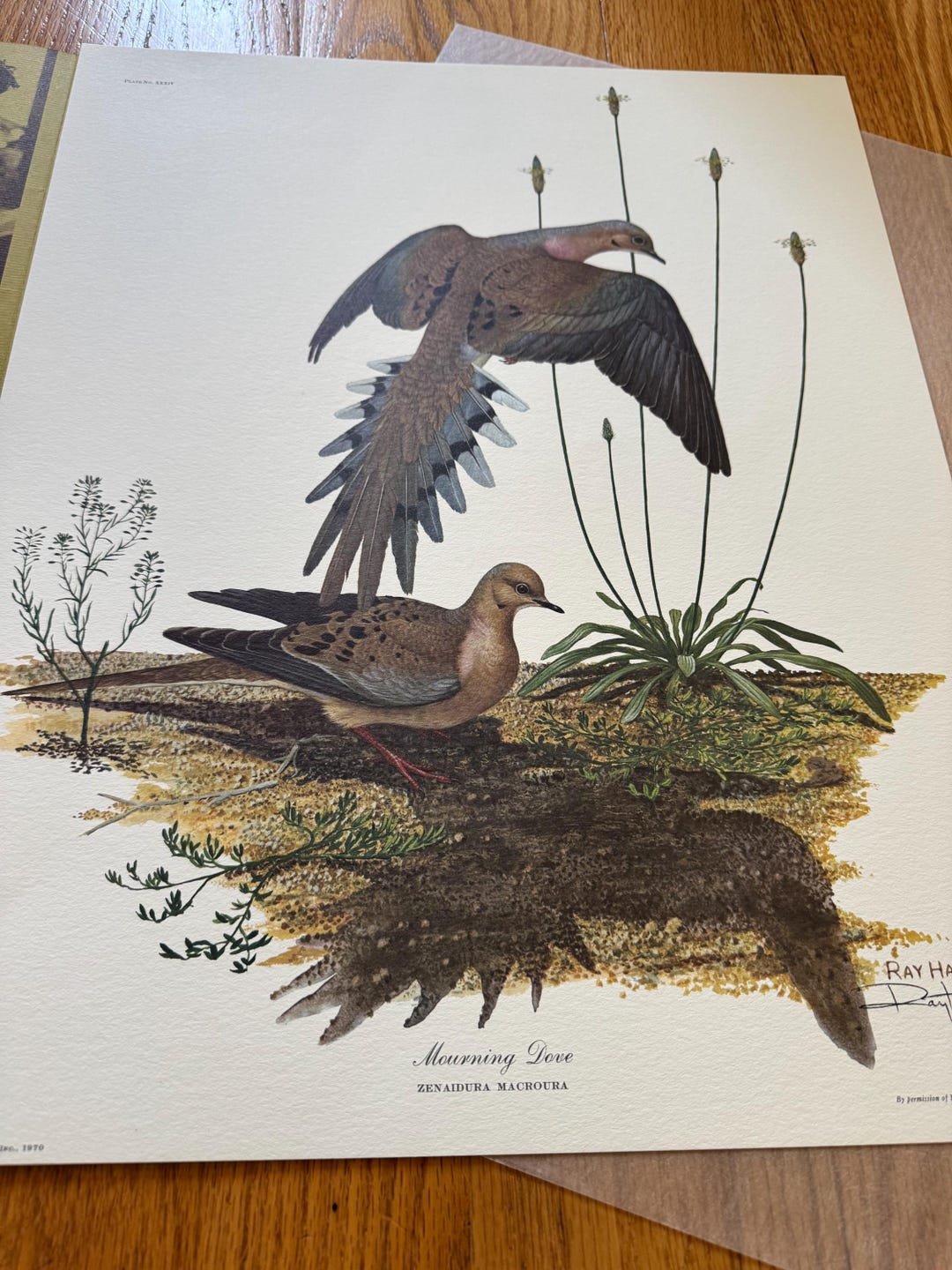 Ray Harm Signed Print - Mourning Dove - Etsy