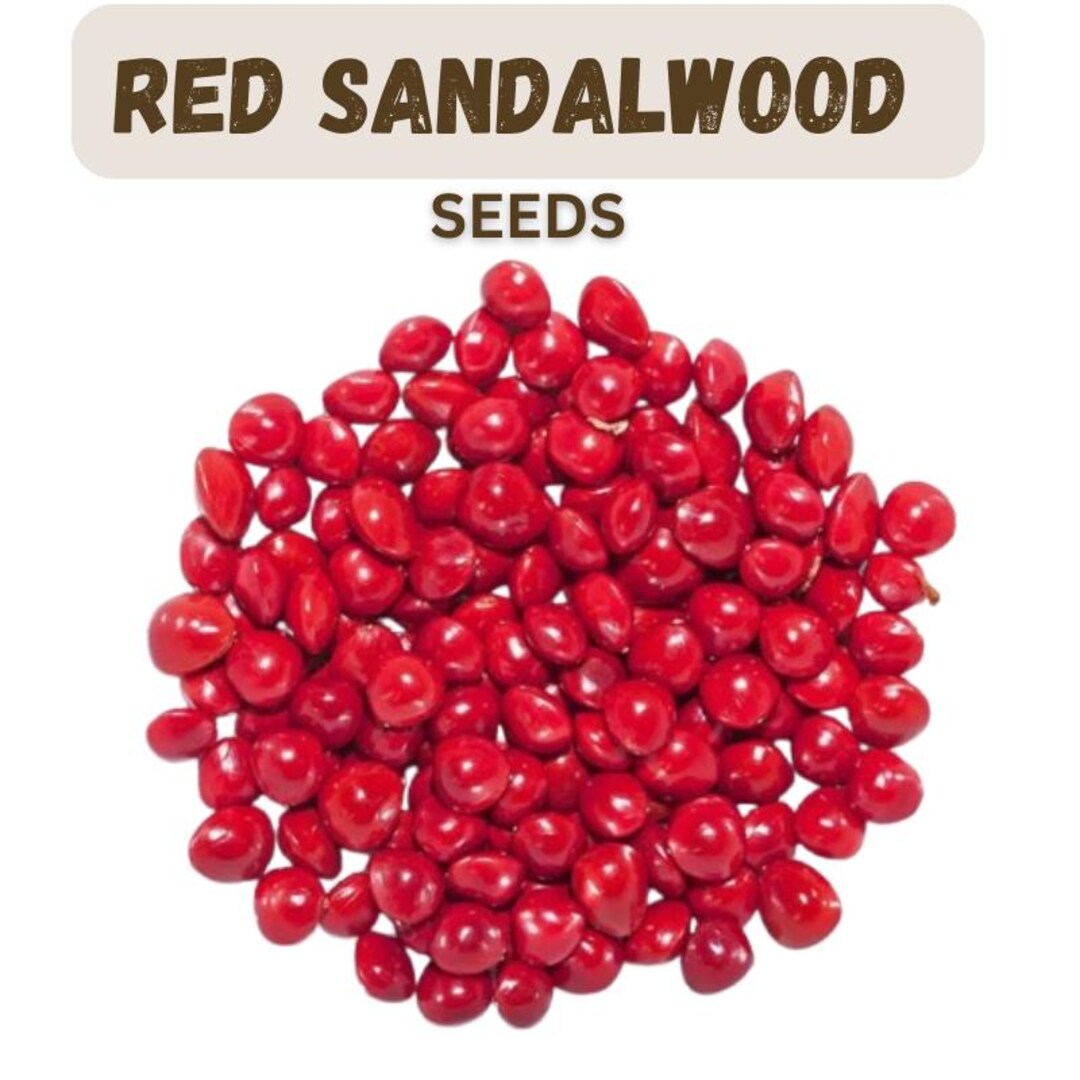 Red Sandalwood Seeds: Lal Chandan Beej for Planting by EHS - Etsy