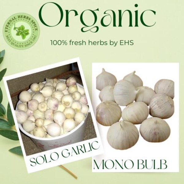 Solo Garlic - Etsy