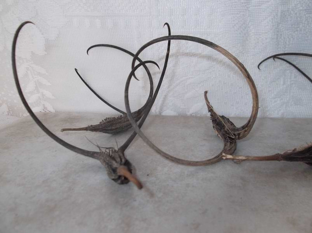 Devils Claw Seed Pods/craft Material/ Crafting Pods /20 Pods/unicorn ...