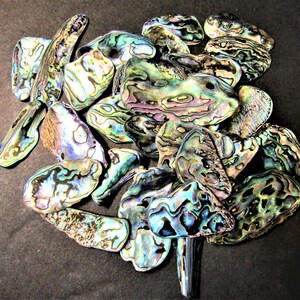 New Zealand Abalone Shell Paua Shell Natural Large Pieces 1 Ounce - Etsy