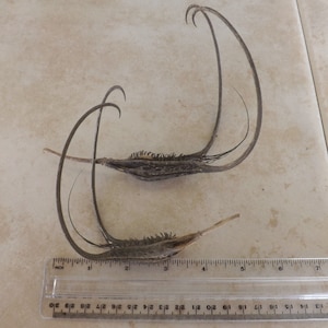 Craft Material Devils Claw Pods 20/devils Horn/ Art Material/organic ...