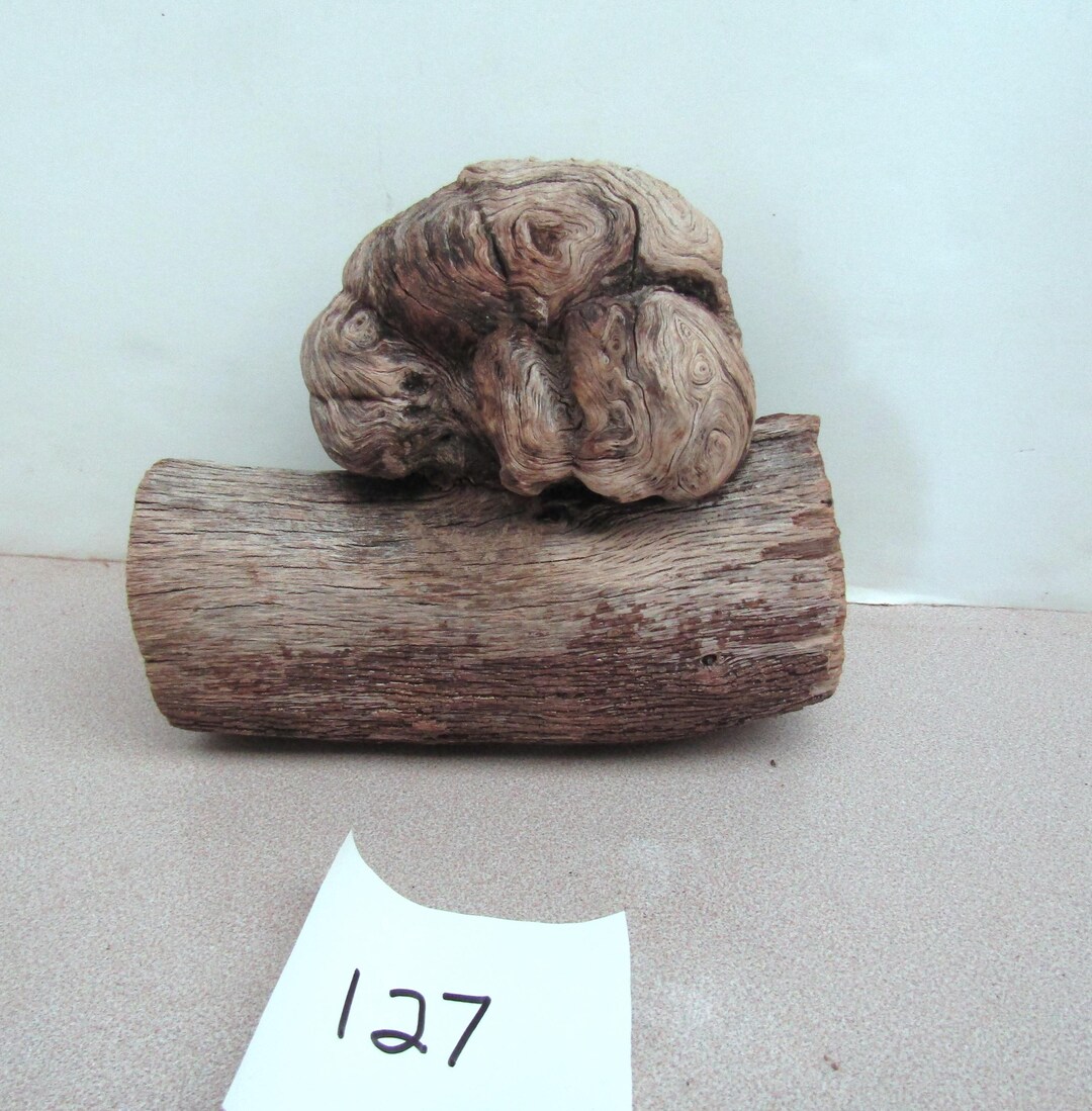 Oak Burl on Log/wood Supplies/floral/terrarium/lamp Making/sculpture ...