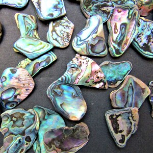 New Zealand Abalone Shell Paua Shell Natural Large Pieces 1 Ounce - Etsy