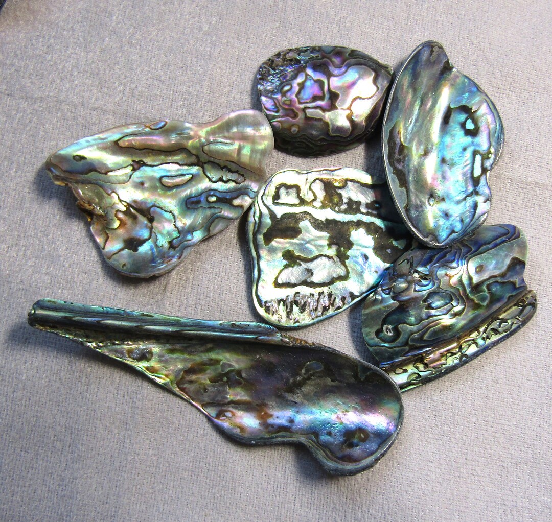 New Zealand Abalone Shell Paua Shell Natural Large Pieces 1 Ounce - Etsy
