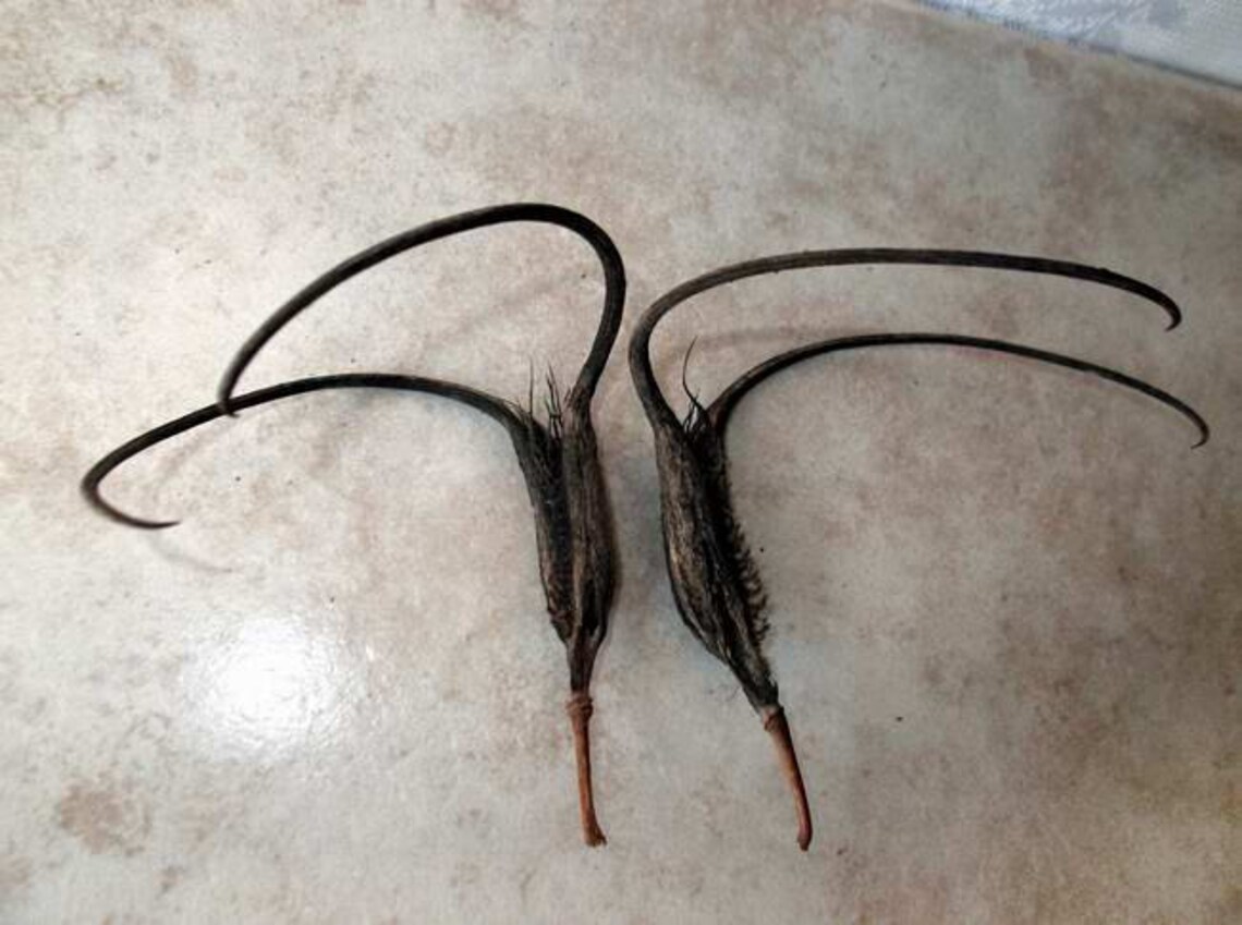 Devils Claw Seed Pods/craft Material/ Crafting Pods /20 - Etsy