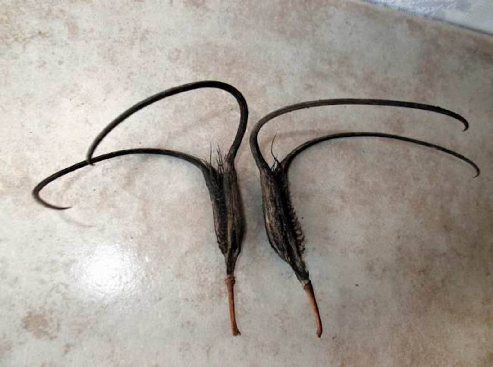 Devils Claw Seed Pods/craft Material/ Crafting Pods /20 - Etsy