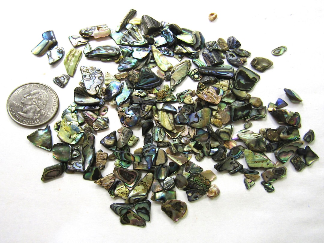 New Zealand Abalone Shell Paua Shell Natural Fragments 1 Ounce - Etsy