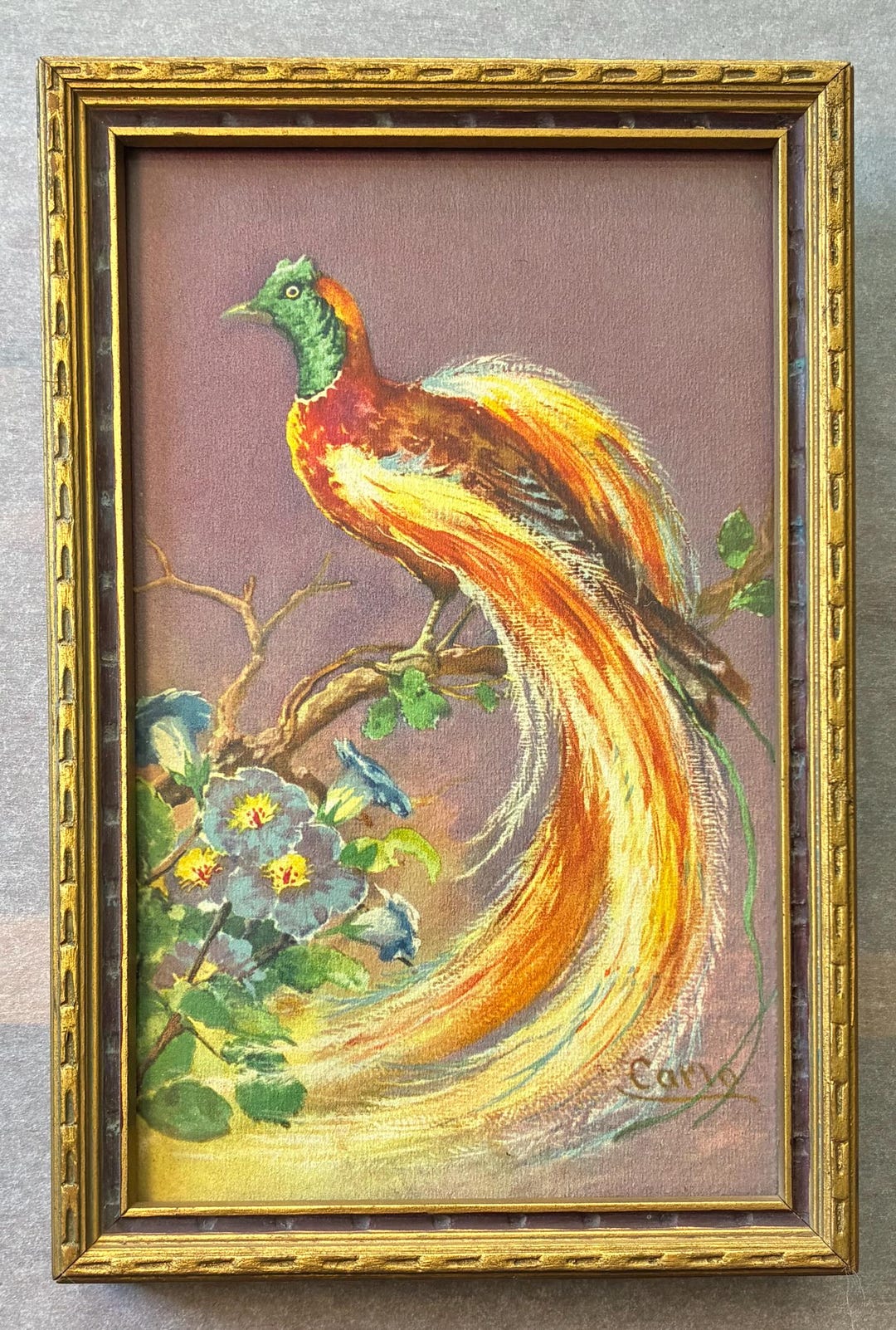 Vintage Carlo Bird of Paradise Print in Gilt Wood Frame - 1950s - Etsy
