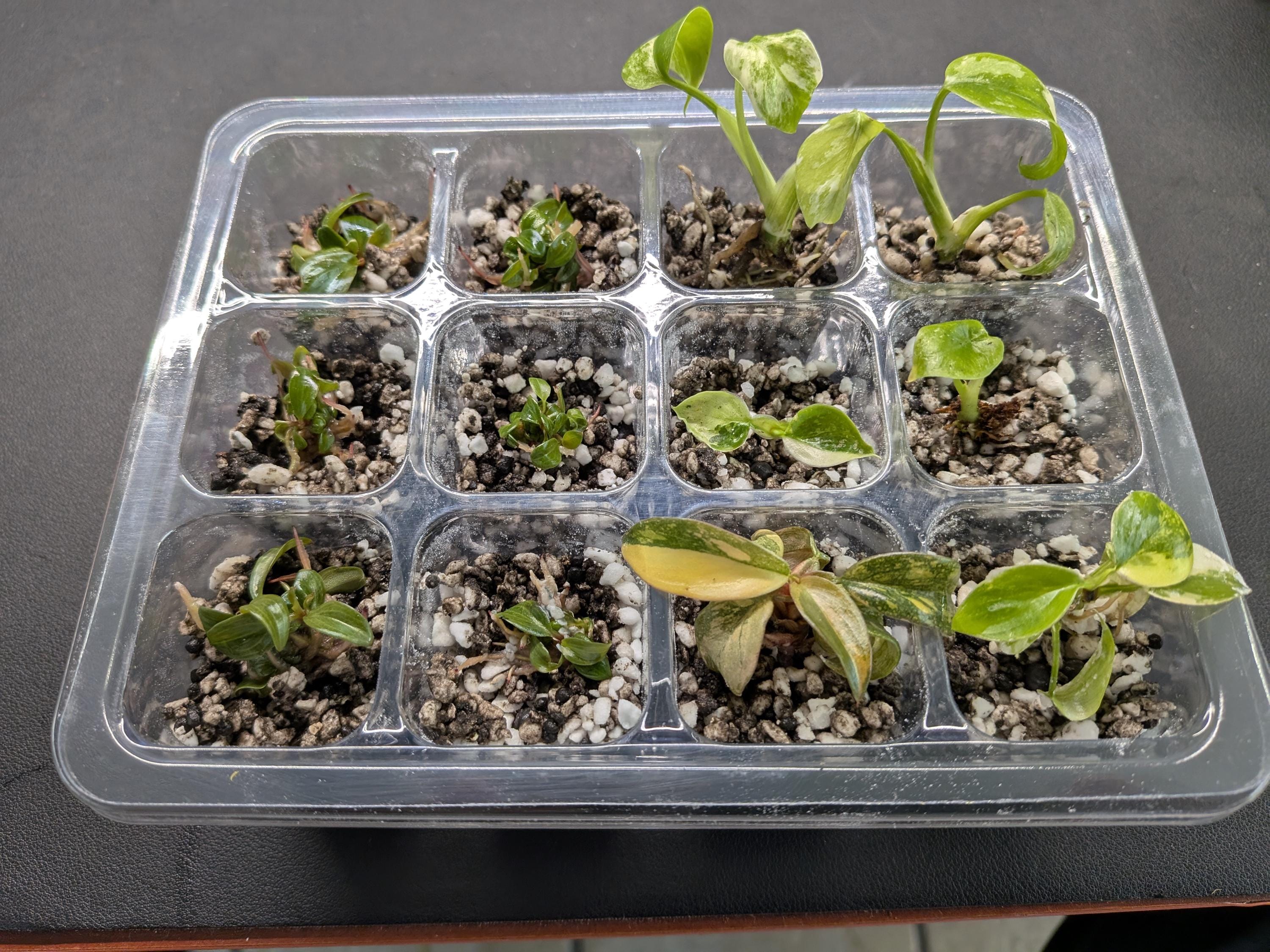 12-cell Plant Tissue Culture Acclimation Kit: Seed Starter Tray - Etsy