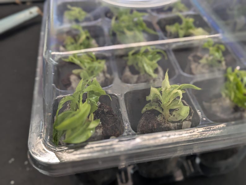 12-cell Plant Tissue Culture Acclimation Kit: Seed Starter Tray - Etsy
