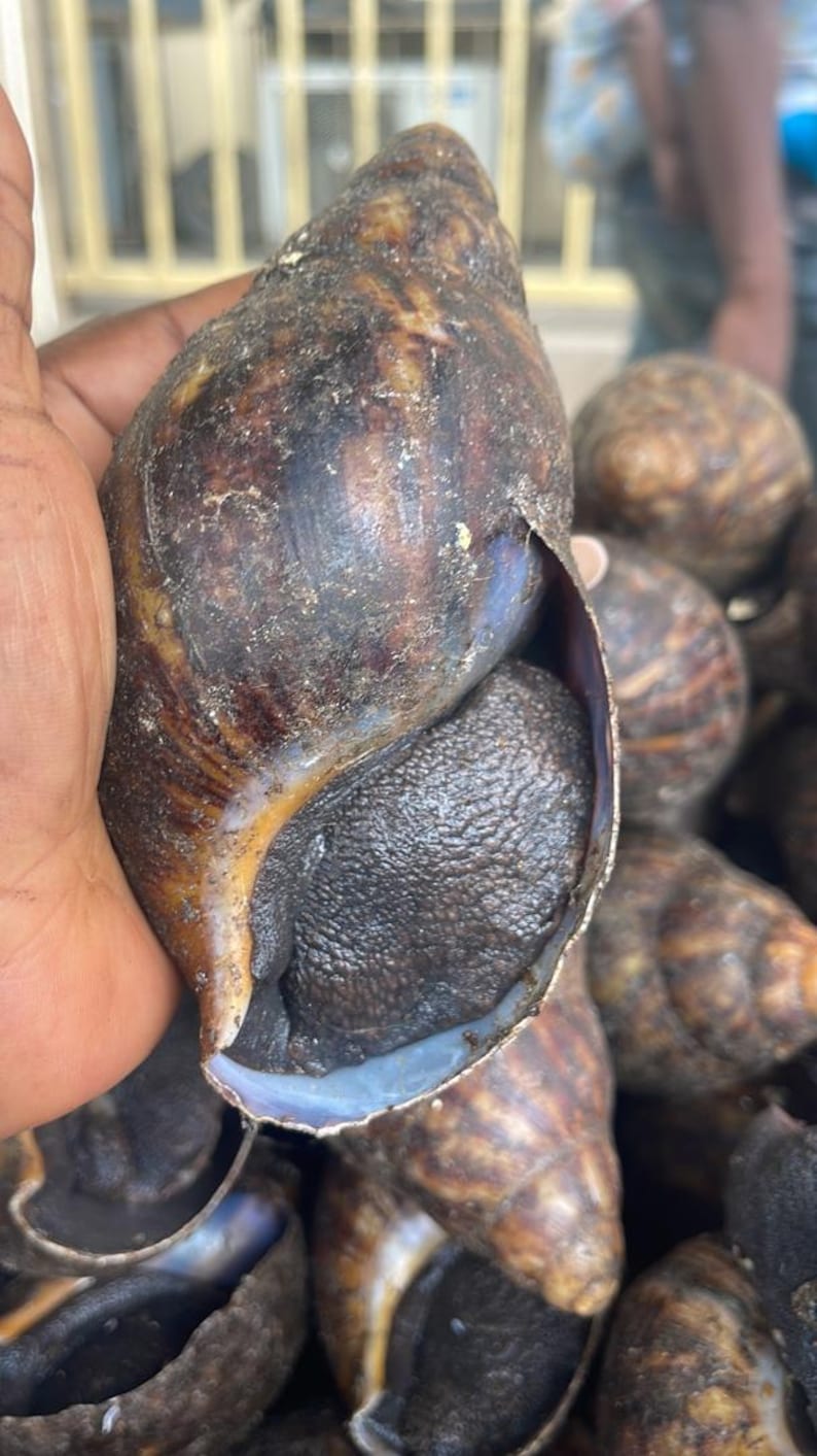 Fresh Frozen Jumbo Snails: Ready to Cook, 10 Pieces - Etsy