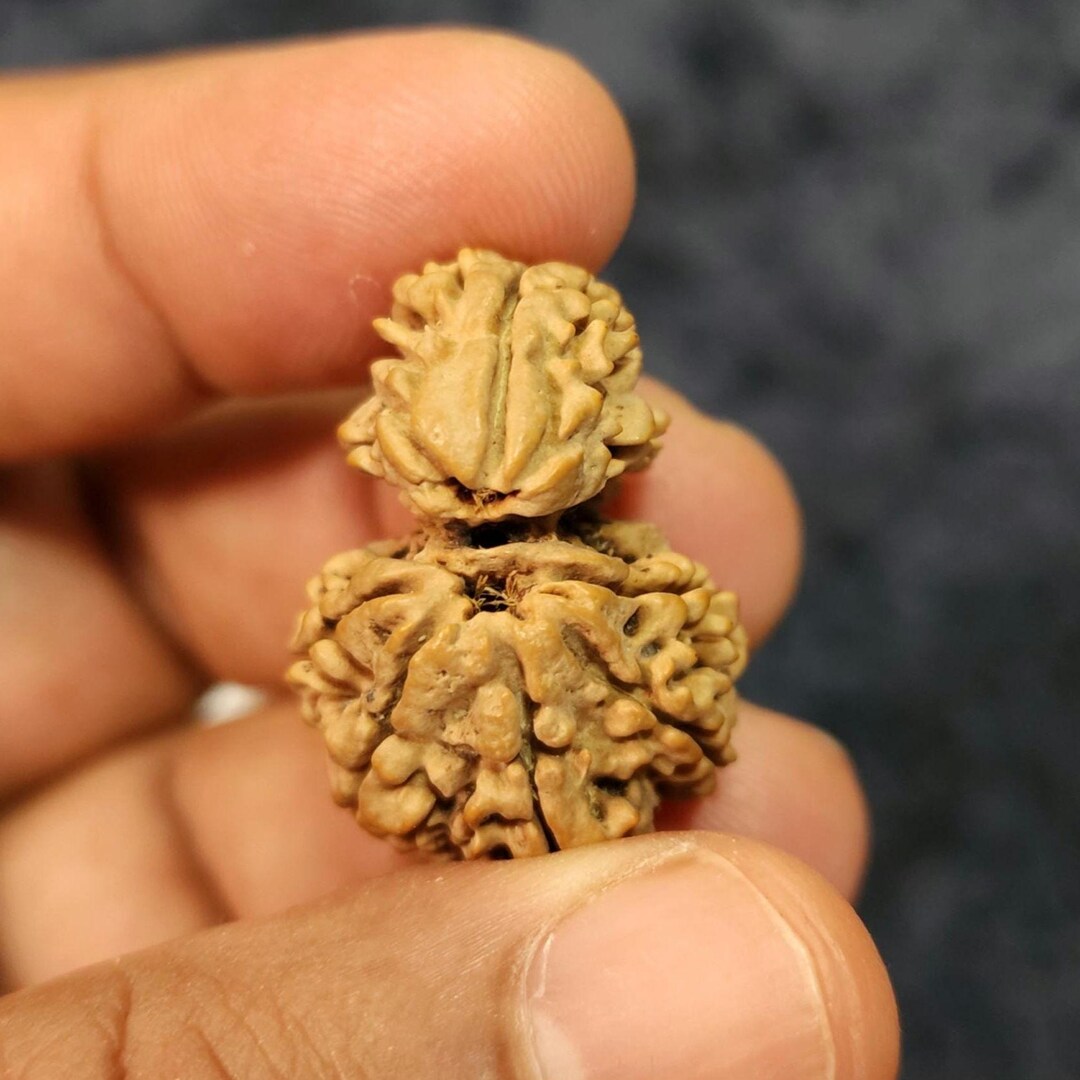 1 Mukhi Savar Rudraksha Nepali | Natural Eka Mukhi Bead | Authentic ...