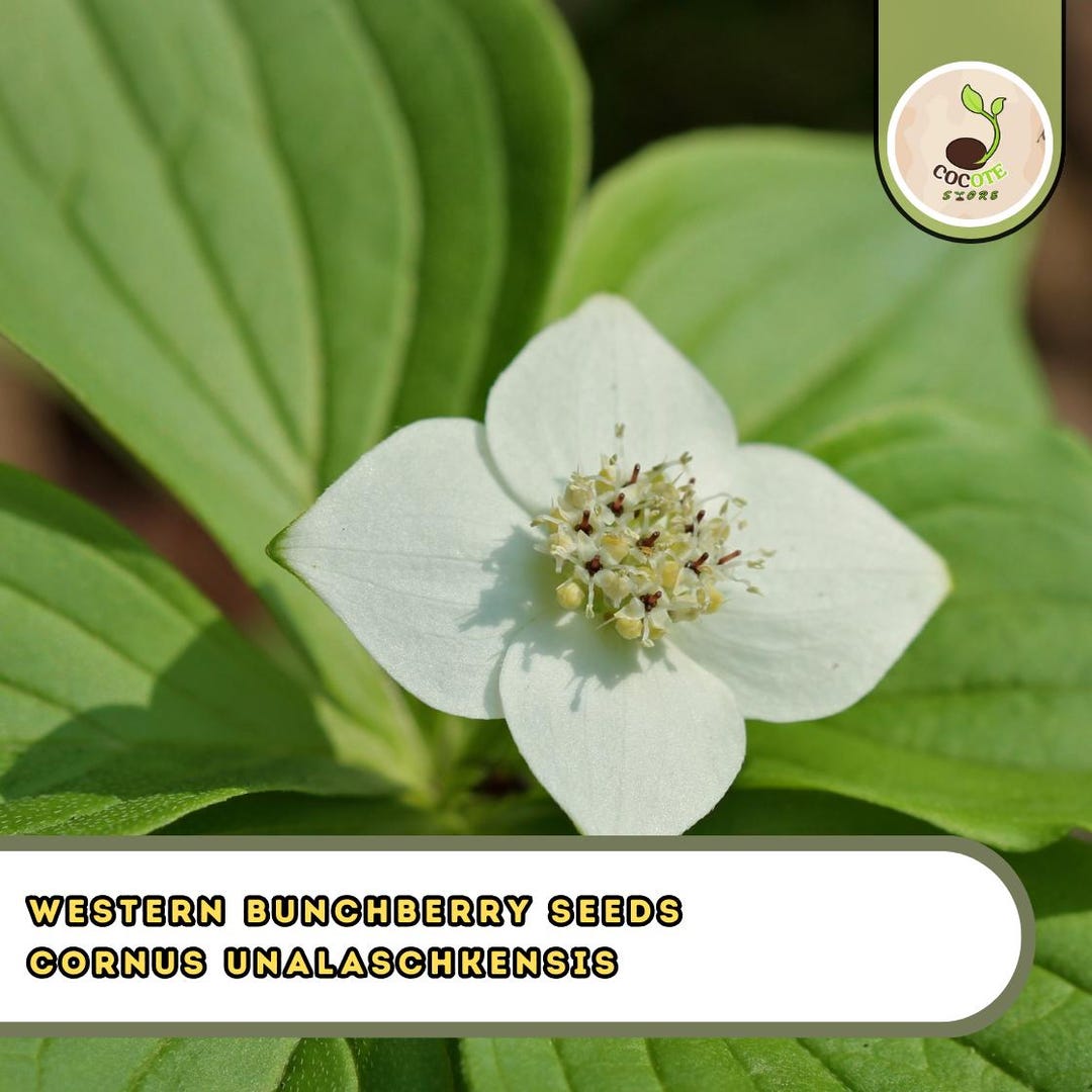 Western Bunchberry Seeds – Cornus Unalaschkensis, Alaskan Dogwood ...