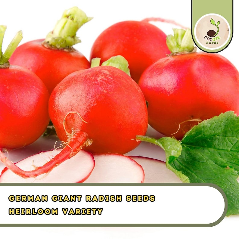 German Giant Radish Seeds – Heirloom Variety From Germany With Large ...
