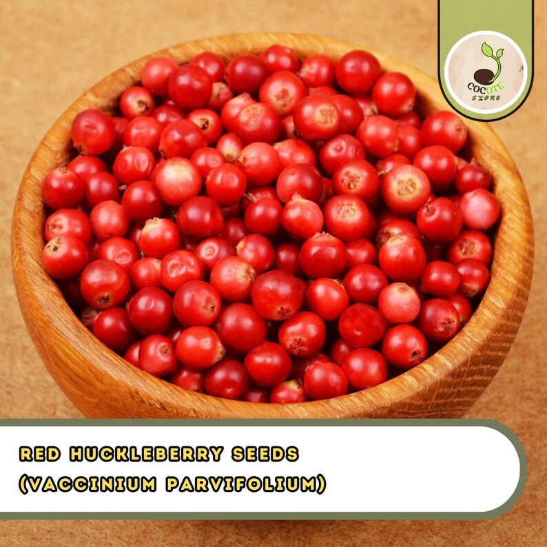 Red Huckleberry Seeds (vaccinium Parvifolium) – 50+ Pre-stratified ...